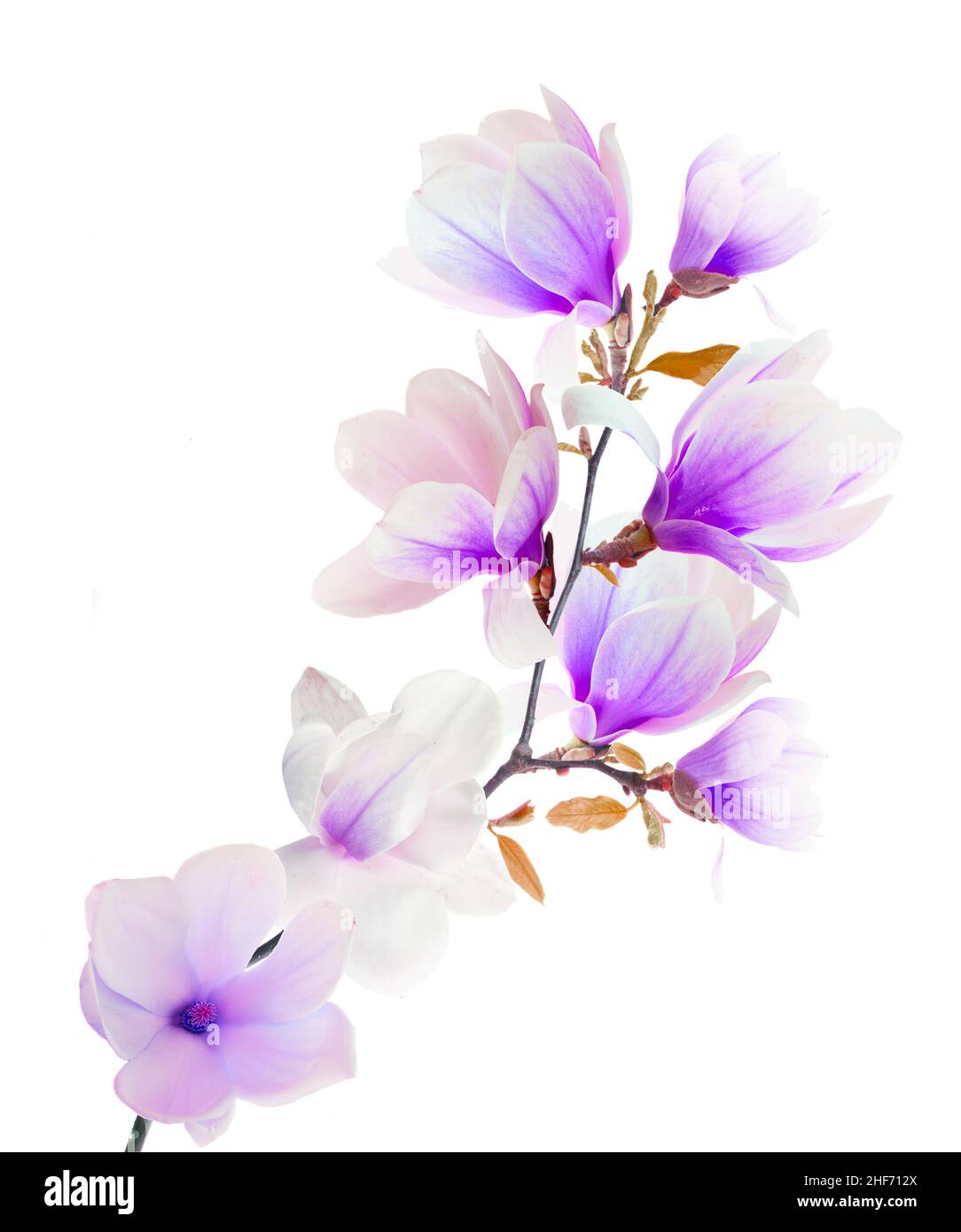 Plants tree magnolia tree Cut Out Stock Images & Pictures - Alamy