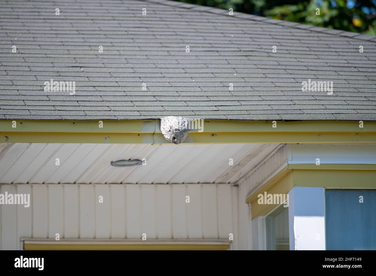 Honeycomb structure wasp nest hi-res stock photography and images - Alamy