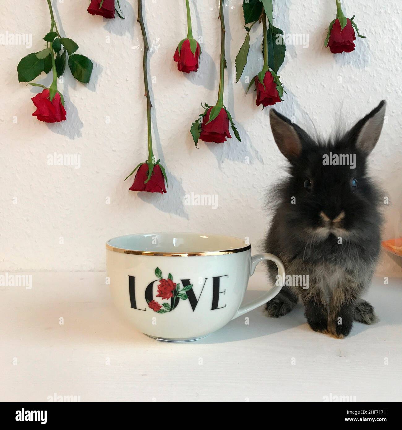rabbit with cup and red roses Stock Photo - Alamy