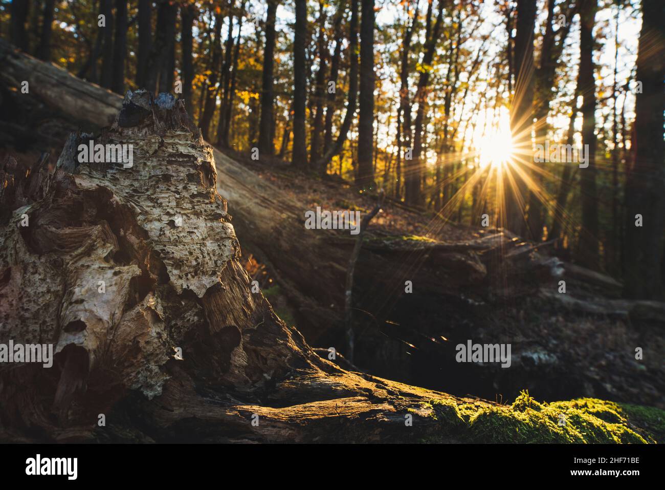Forest sunlight autumn hi-res stock photography and images - Alamy