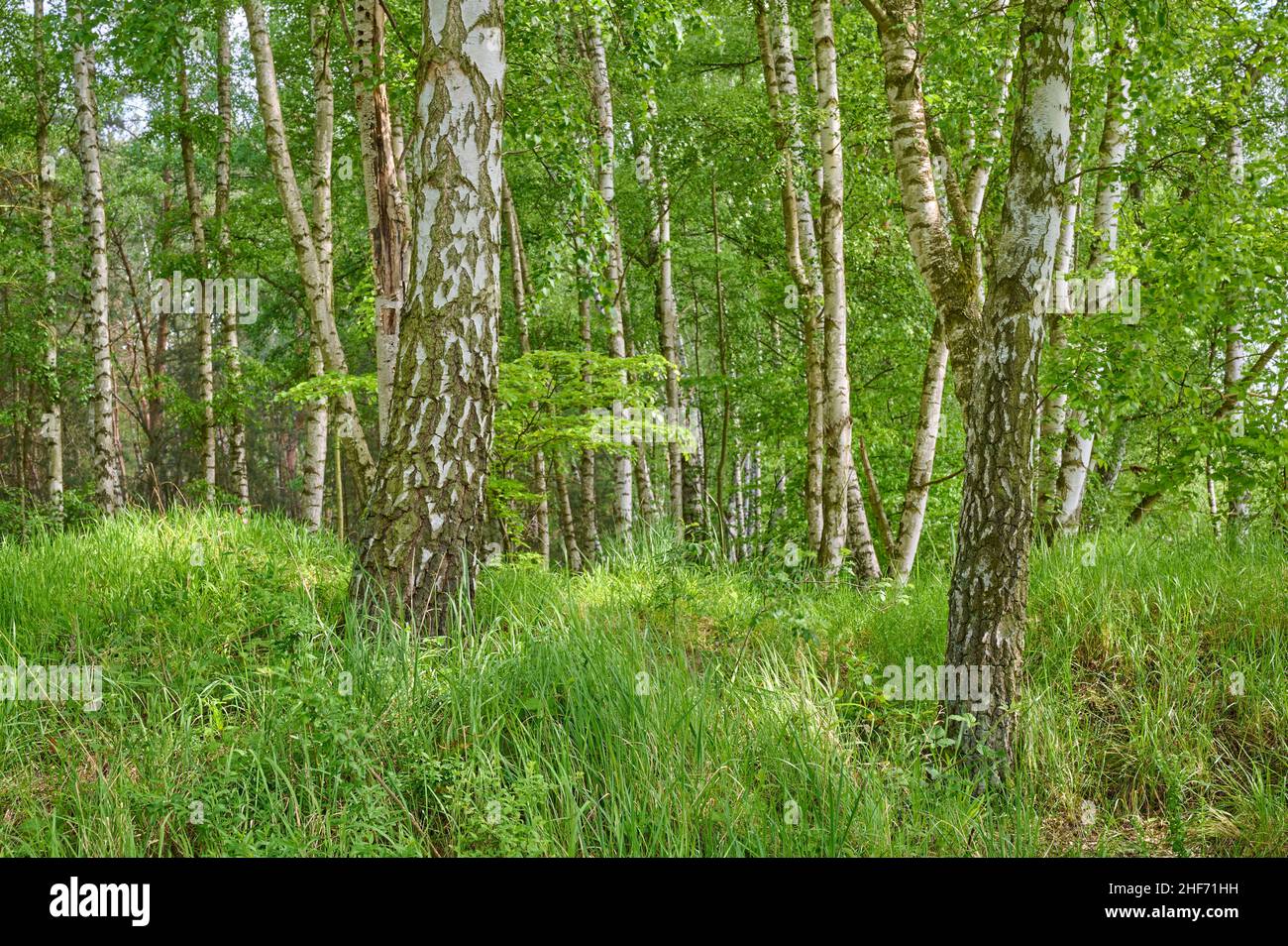 Forest, birch trees, spring, Lindensee, Mönchbruch, Möhrfelden ...