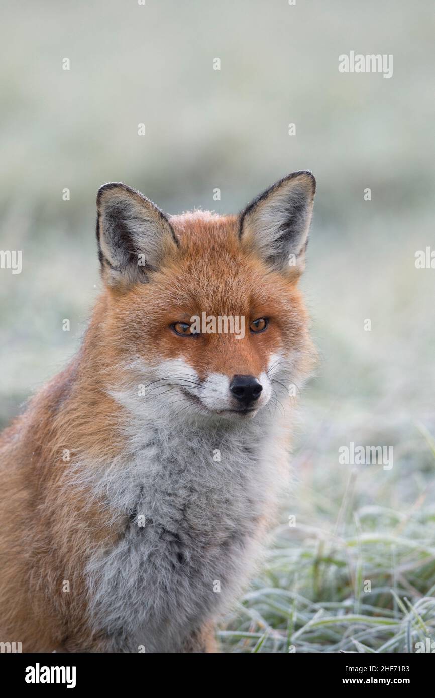 Red fox, Vulpes vulpes, winter, Hesse, Germany, Europe Stock Photo - Alamy