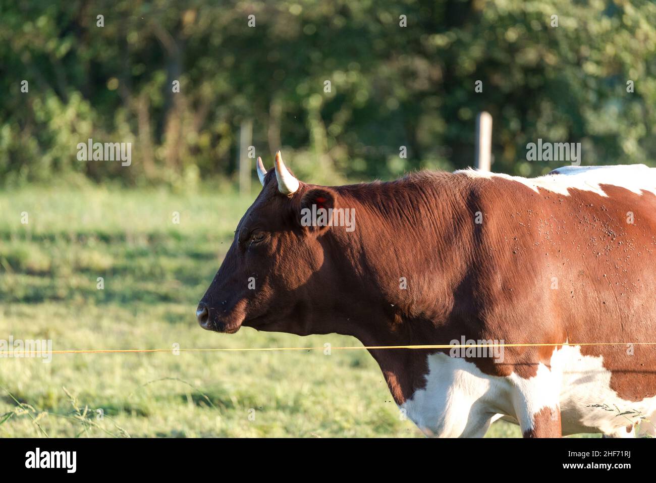 Cattle, cow, Pinzgauer, Chiemgau Stock Photo - Alamy