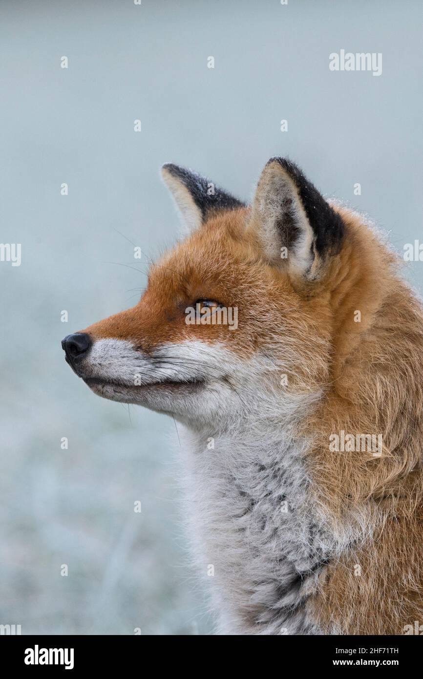 Red fox, Vulpes vulpes, winter, Hesse, Germany, Europe Stock Photo - Alamy