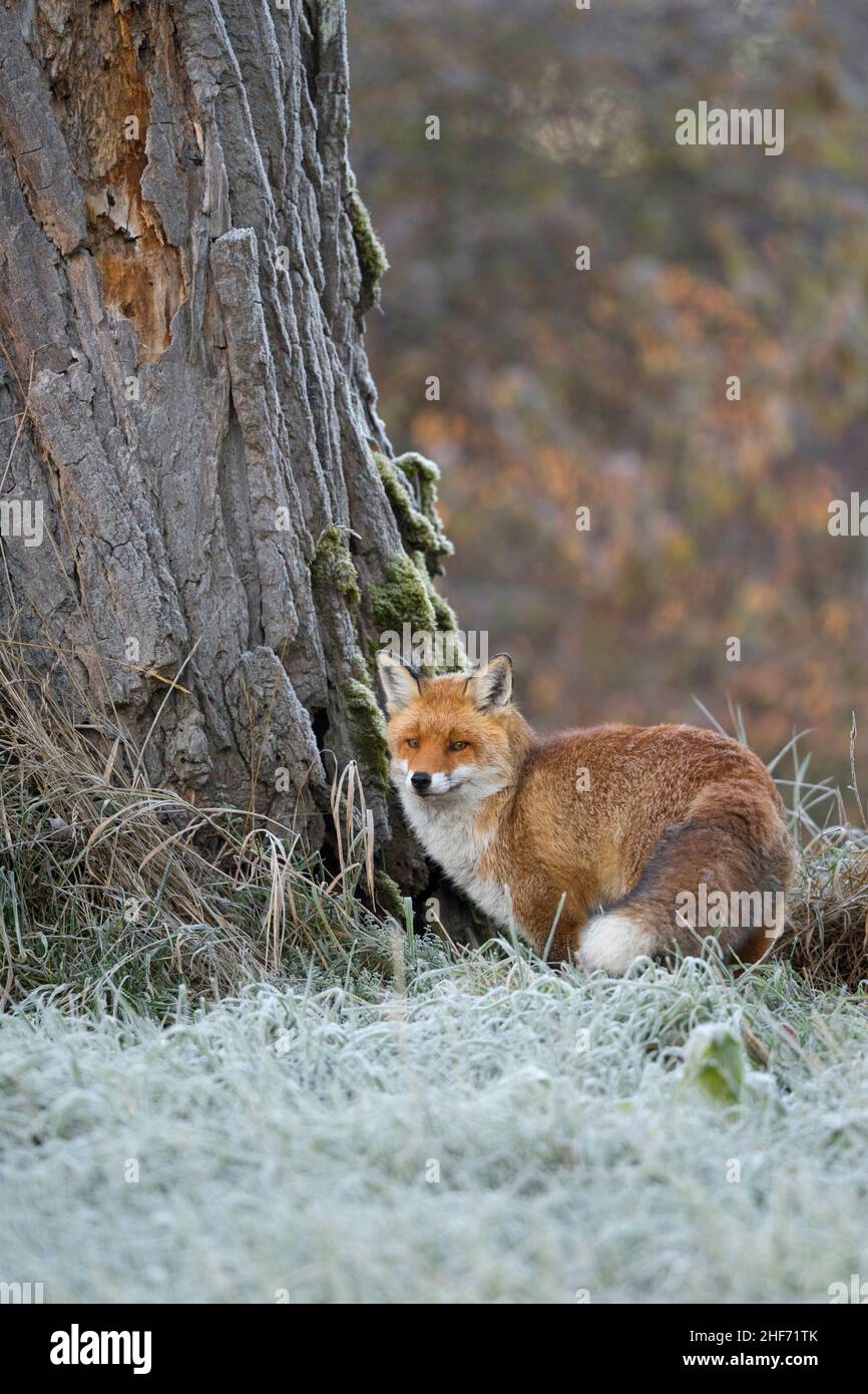 Red fox next to a tree trunk hi-res stock photography and images - Alamy