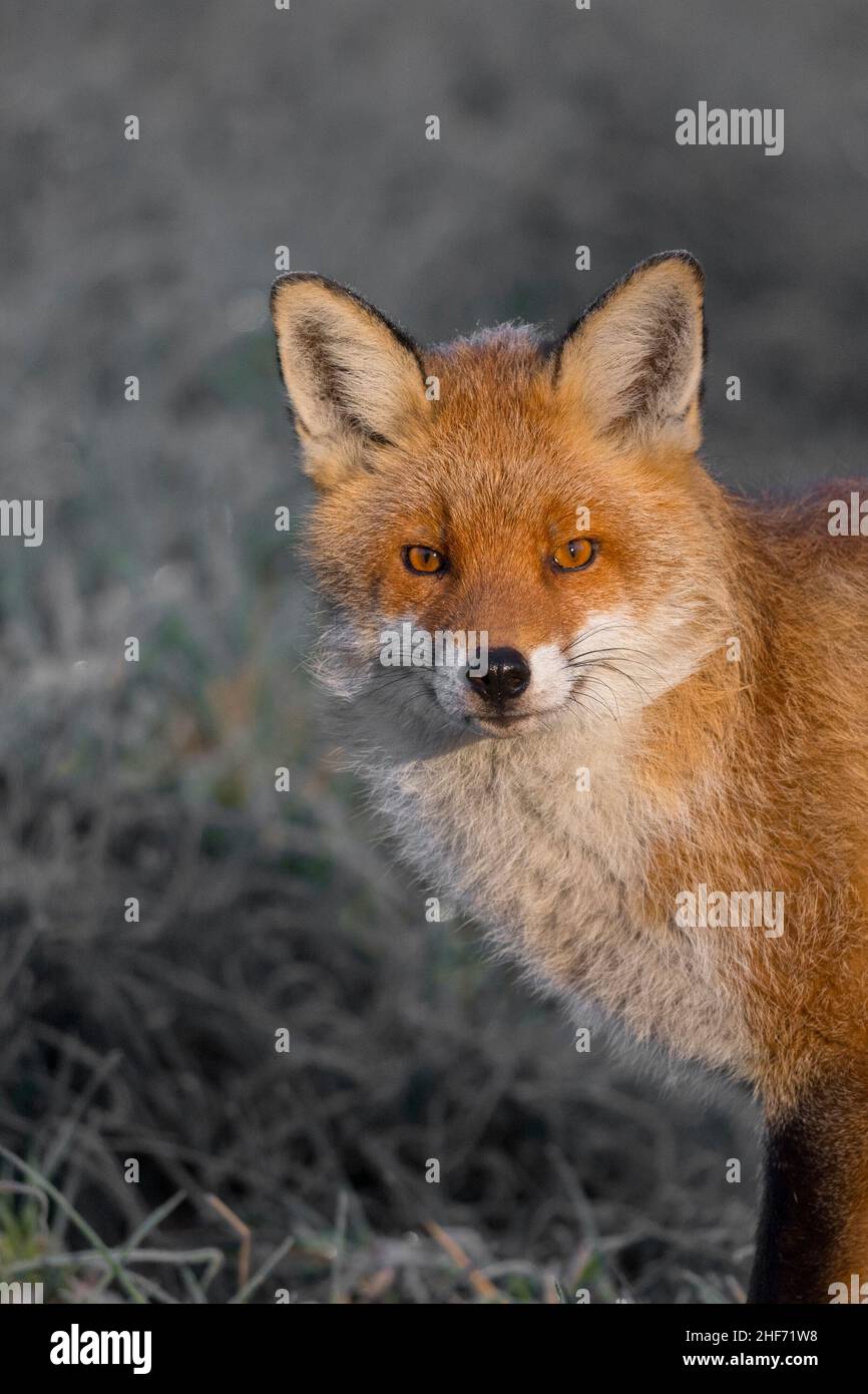 Red fox, Vulpes vulpes, winter, Hesse, Germany, Europe Stock Photo - Alamy
