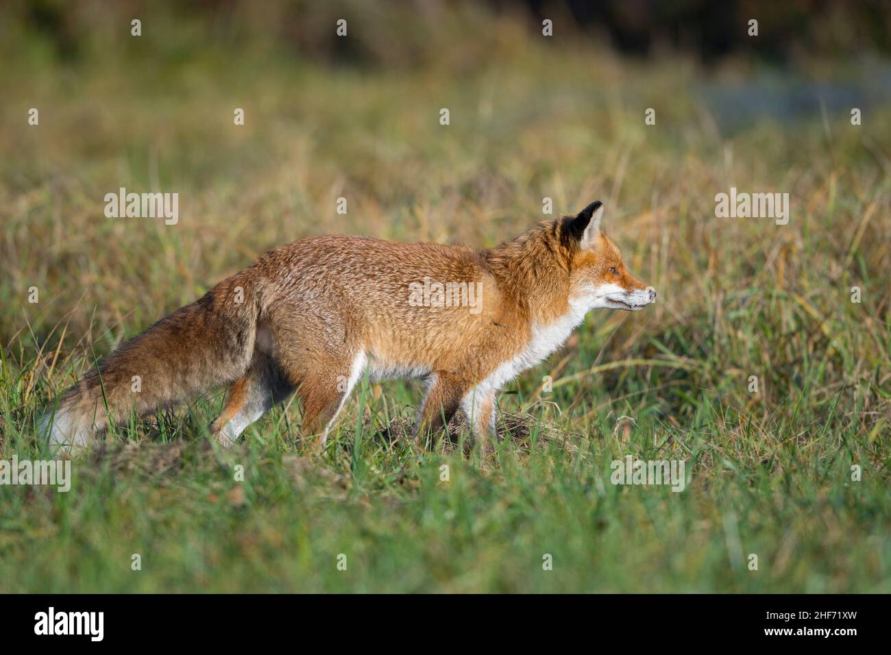 Red fox in a meadow, Vulpes vulpes, winter, Hesse, Germany, Europe ...