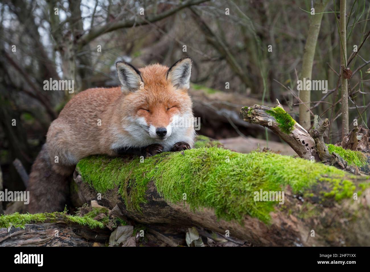 Red fox on a mossy tree hi-res stock photography and images - Alamy