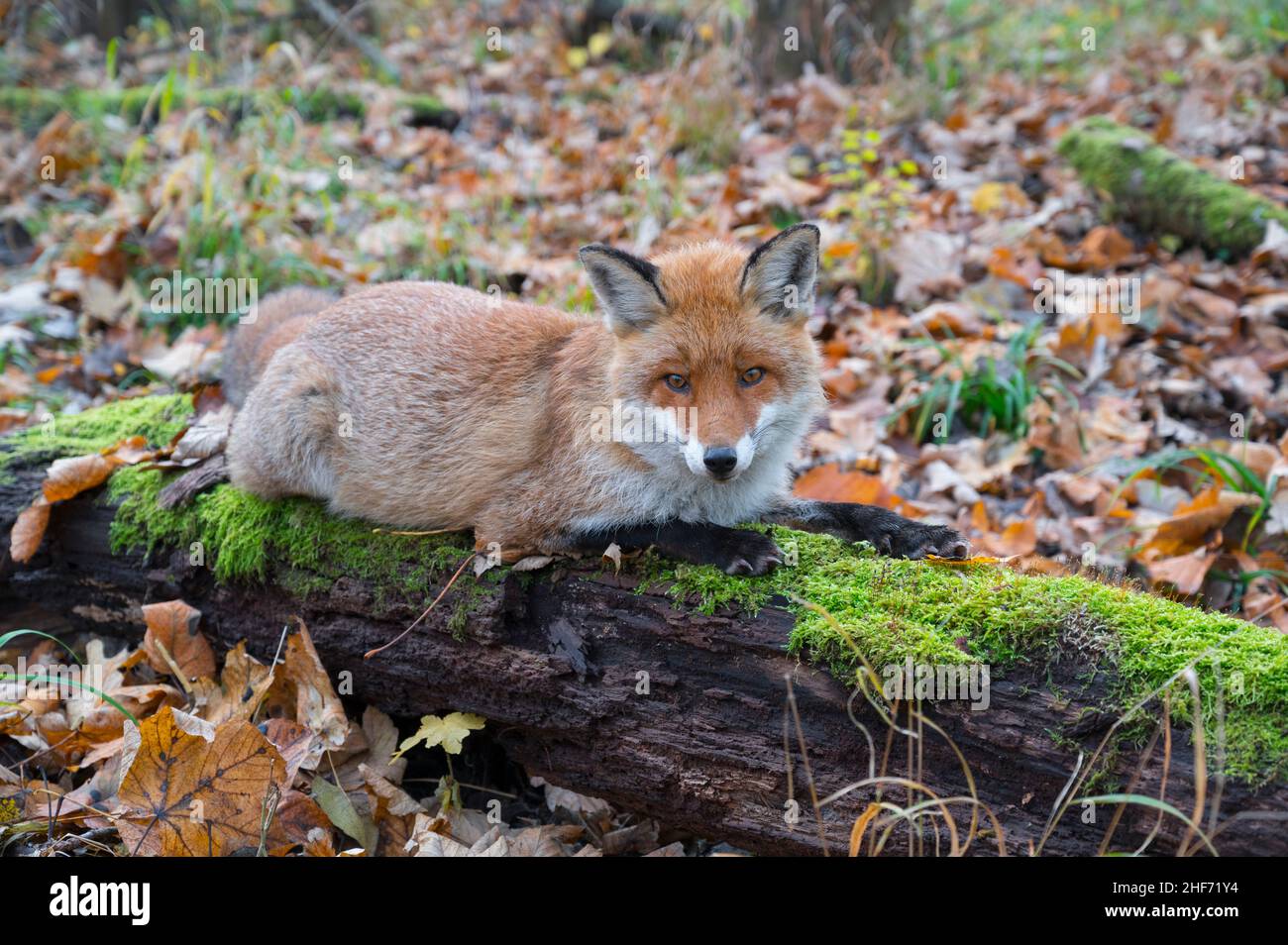 Red Fox On A Mossy Tree High Resolution Stock Photography and Images ...