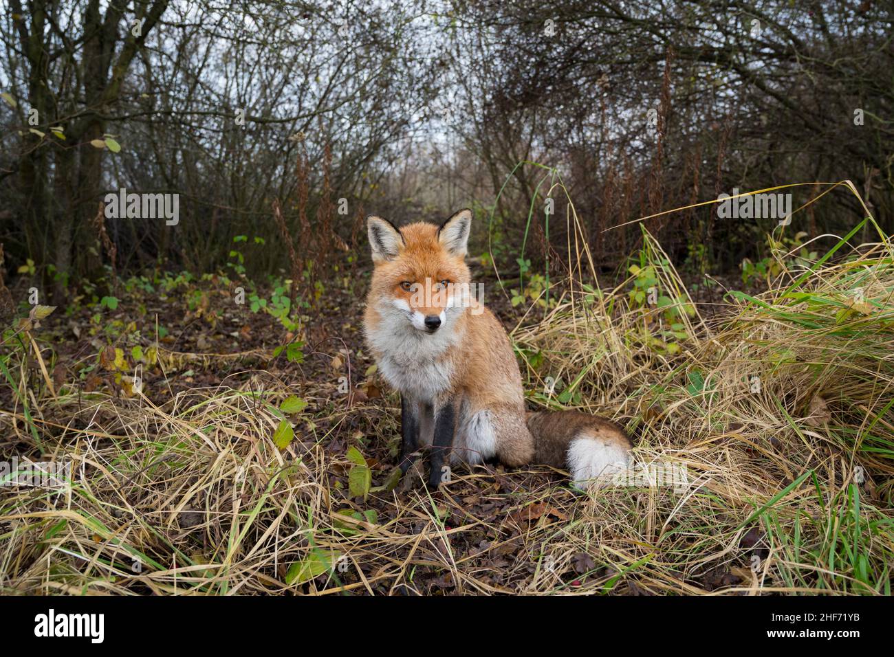 Red fox on the edge of a hedge, Vulpes vulpes, winter, Hesse, Germany, Europe Stock Photo - Alamy