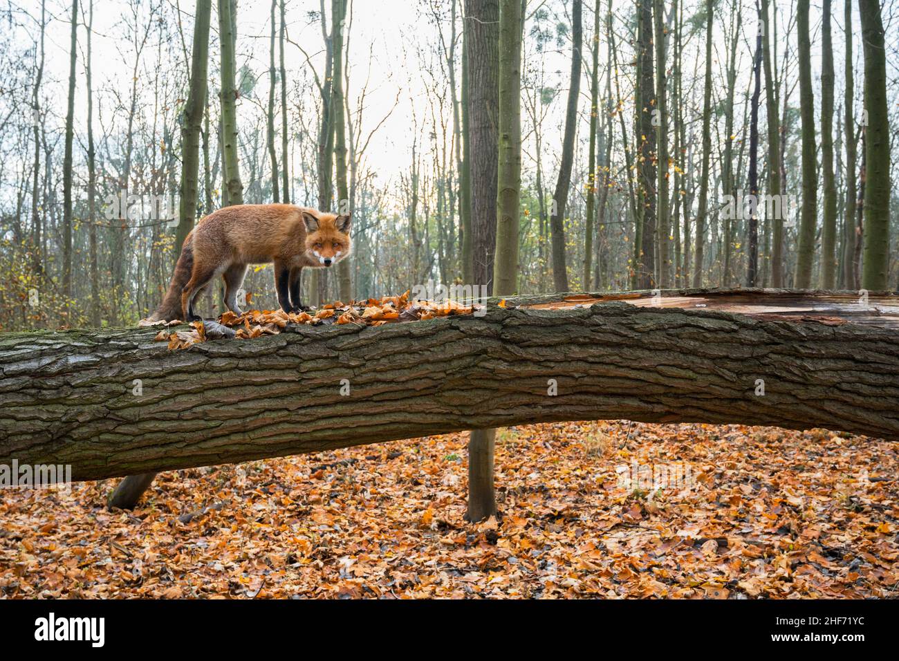 Red fox stands on a fallen tree hi-res stock photography and images - Alamy