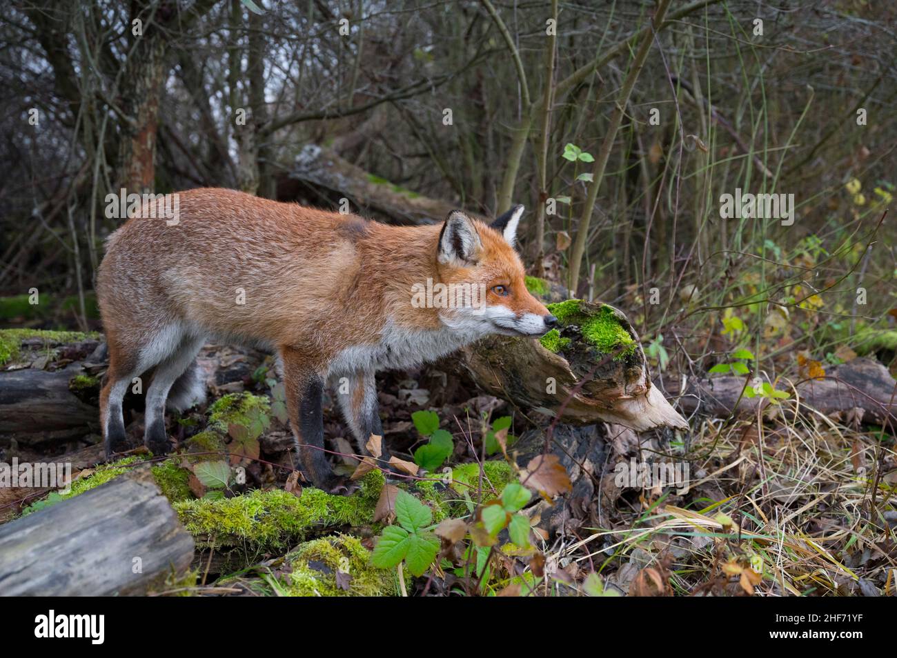 Red fox in a hedge, Vulpes vulpes, winter, Hesse, Germany, Europe Stock ...
