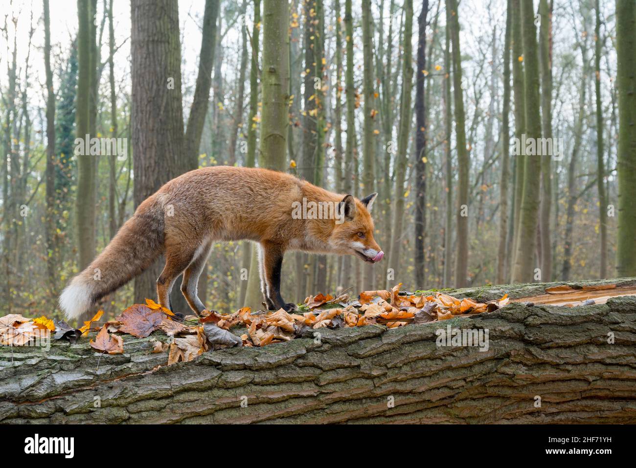 Red fox smelling by a tree hi-res stock photography and images - Alamy