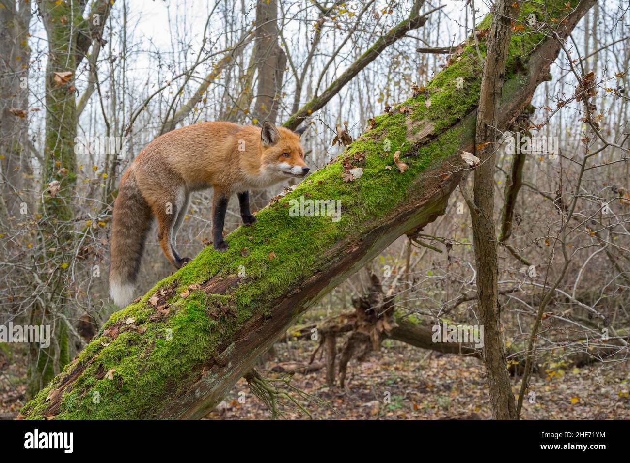 Red fox smelling by a tree hi-res stock photography and images - Alamy