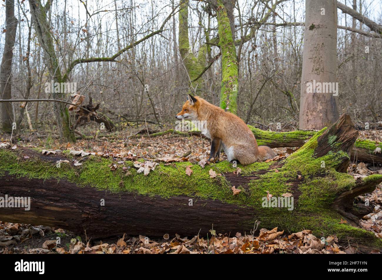 Red fox on a mossy tree hi-res stock photography and images - Alamy