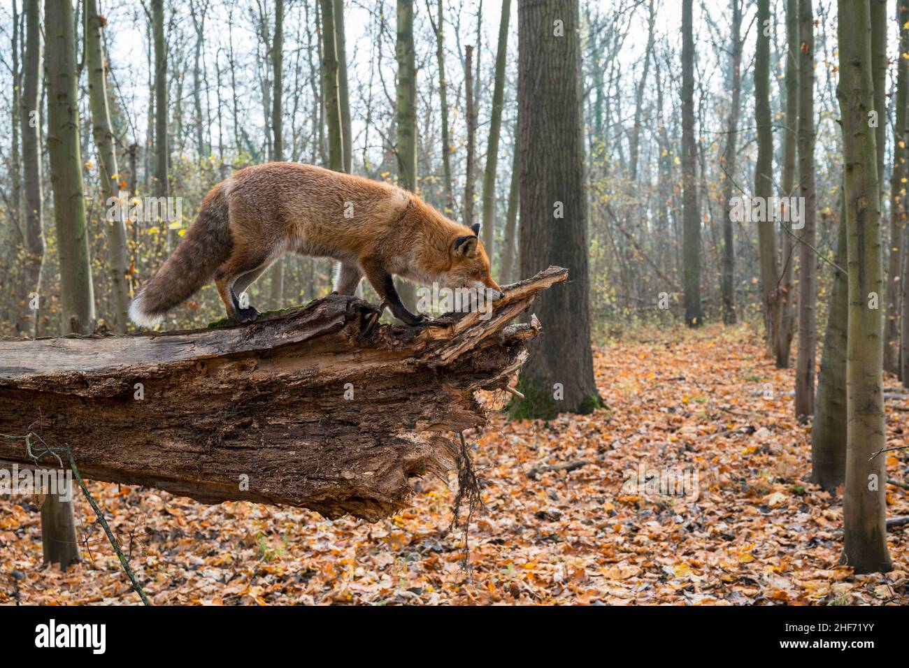 Red fox on a fallen tree hi-res stock photography and images - Alamy