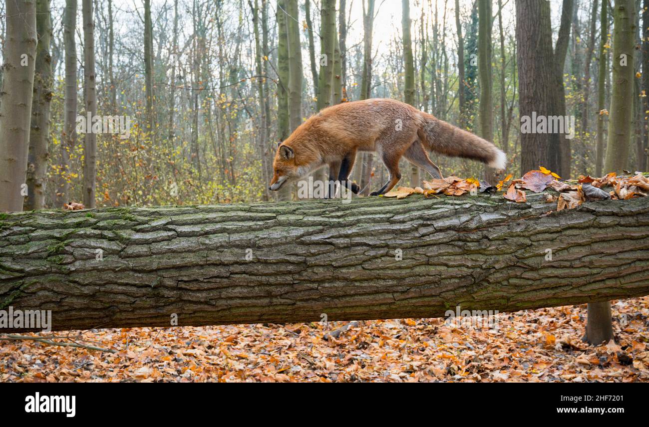 Red fox runs over a fallen tree hi-res stock photography and images - Alamy