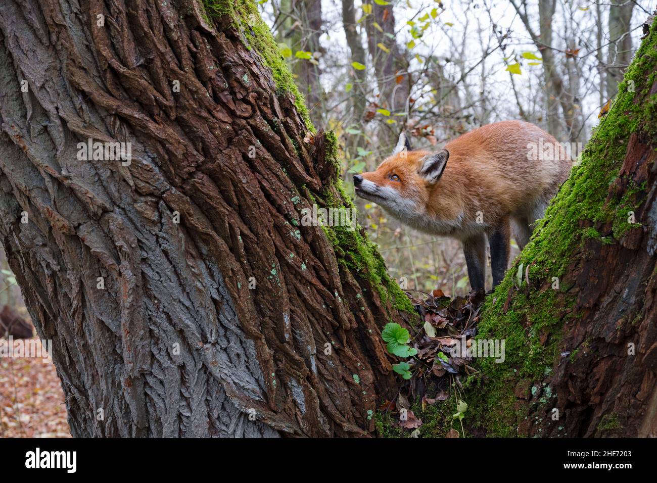 Red fox on a mossy tree, Vulpes vulpes, winter, Hesse, Germany, Europe ...