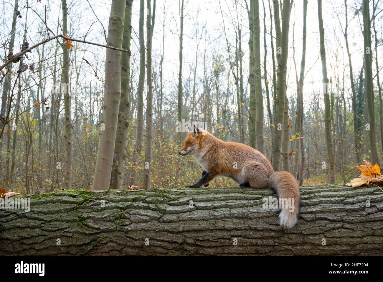 Red fox smelling by a tree hi-res stock photography and images - Alamy