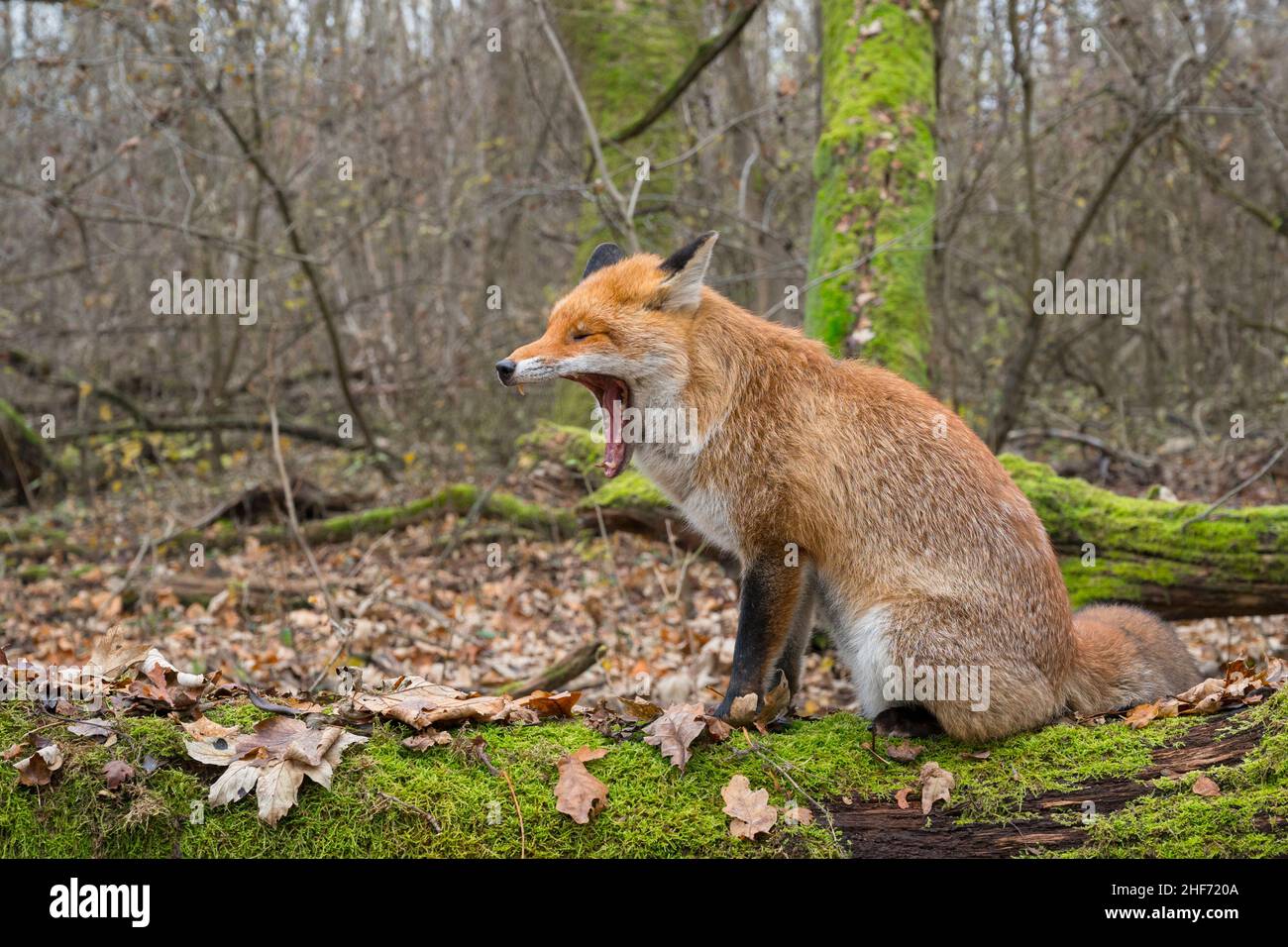 Yawning red fox on a mossy tree hi-res stock photography and images - Alamy
