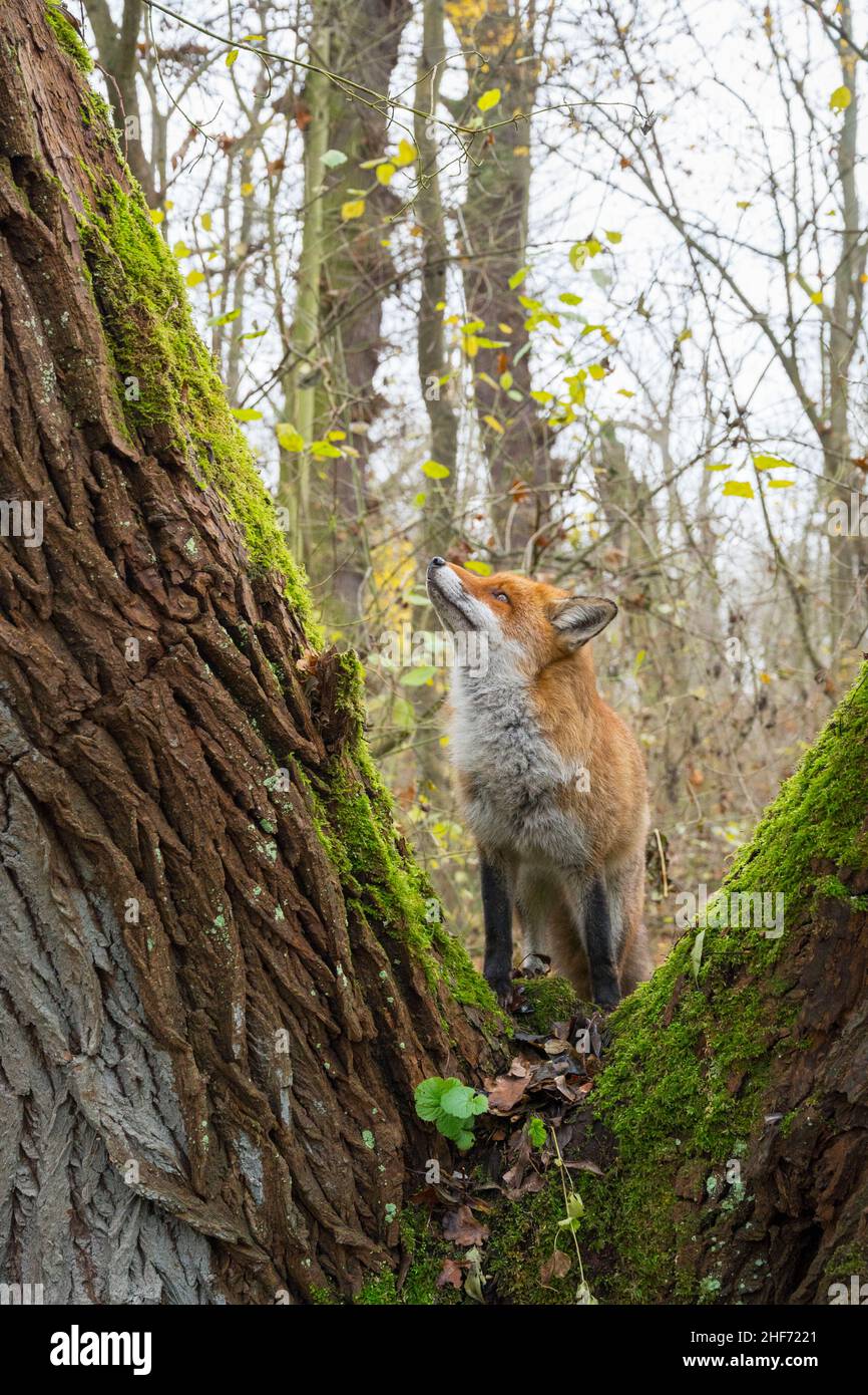 Red fox smelling by a tree hi-res stock photography and images - Alamy