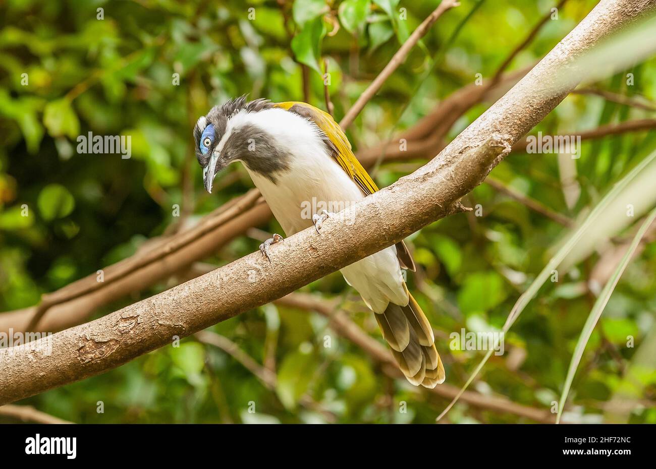 Blue-faced honeyeater, Entomyzon cyanotis, also colloquially known as ...