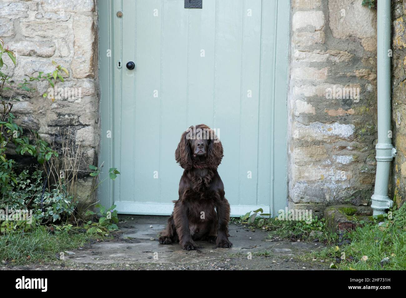 Dogs in the Cotswolds Stock Photo - Alamy