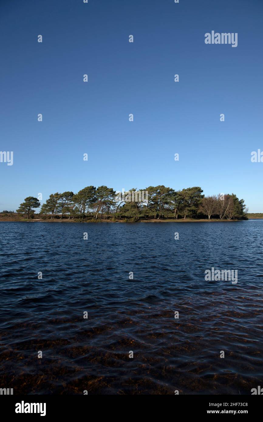 New forest ponies hatchet pond hi-res stock photography and images - Alamy