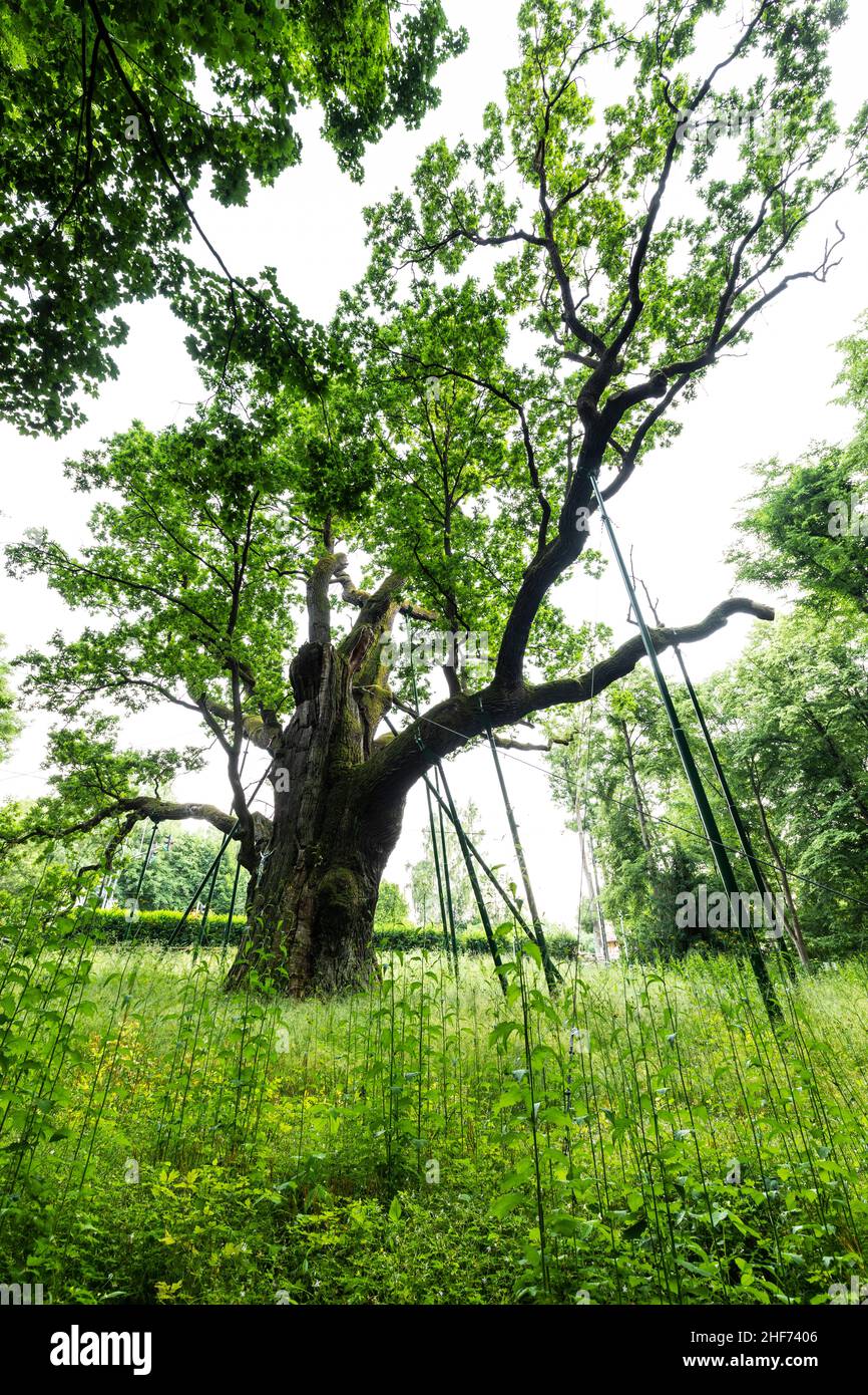 Europe, Poland, Swietokrzyskie, The Bartek Oak - one of the oldest oak ...