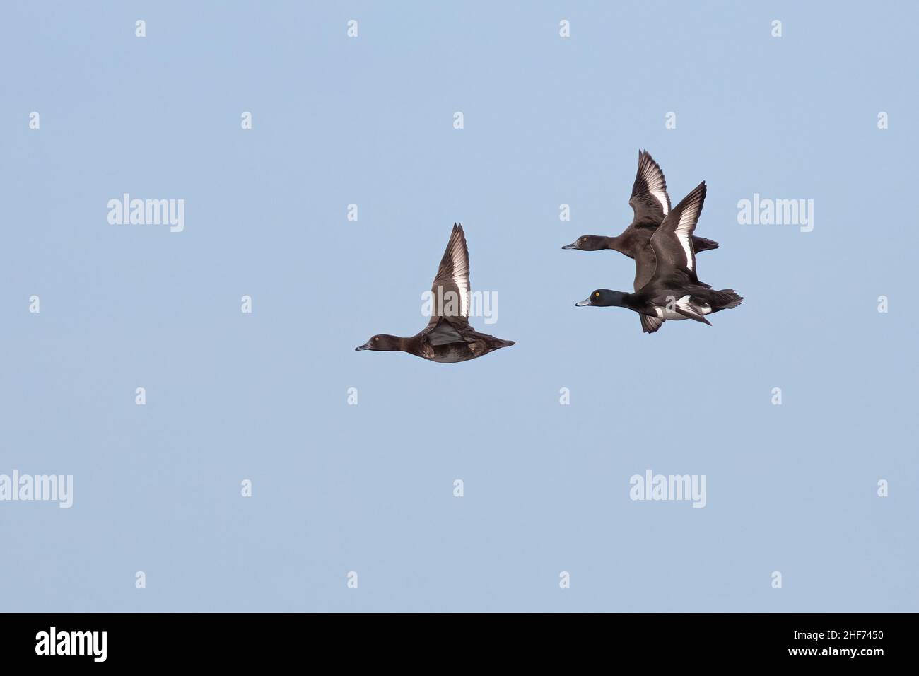 Aerial view of duck hi-res stock photography and images - Alamy