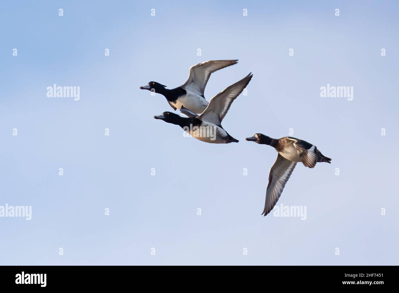 Aerial View Of Duck High Resolution Stock Photography and Images - Alamy