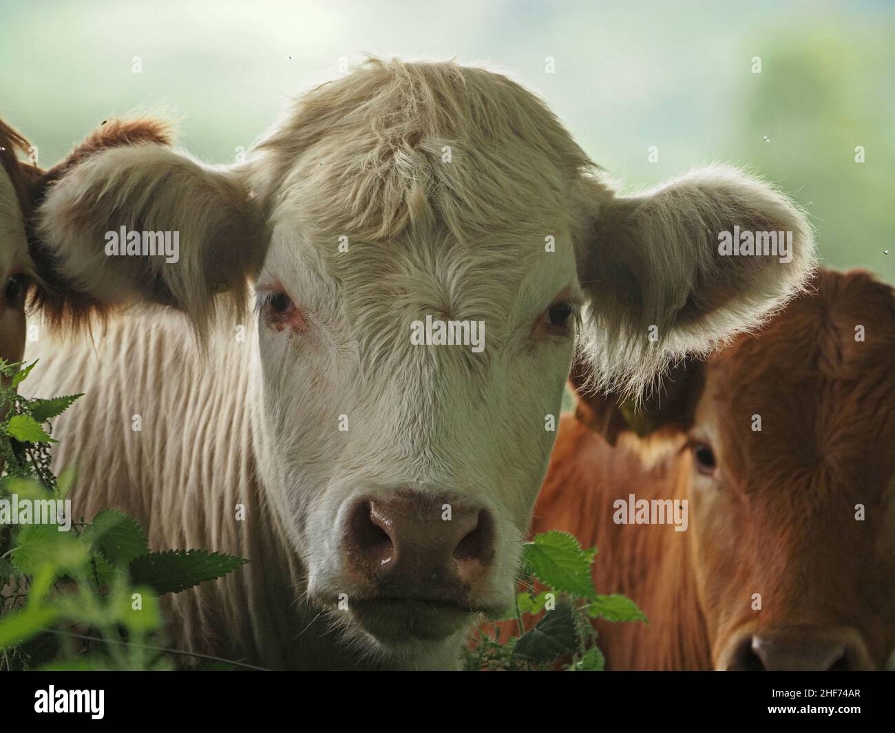 healthy happy white cow with fringe and silky ears (one of a herd) in ...