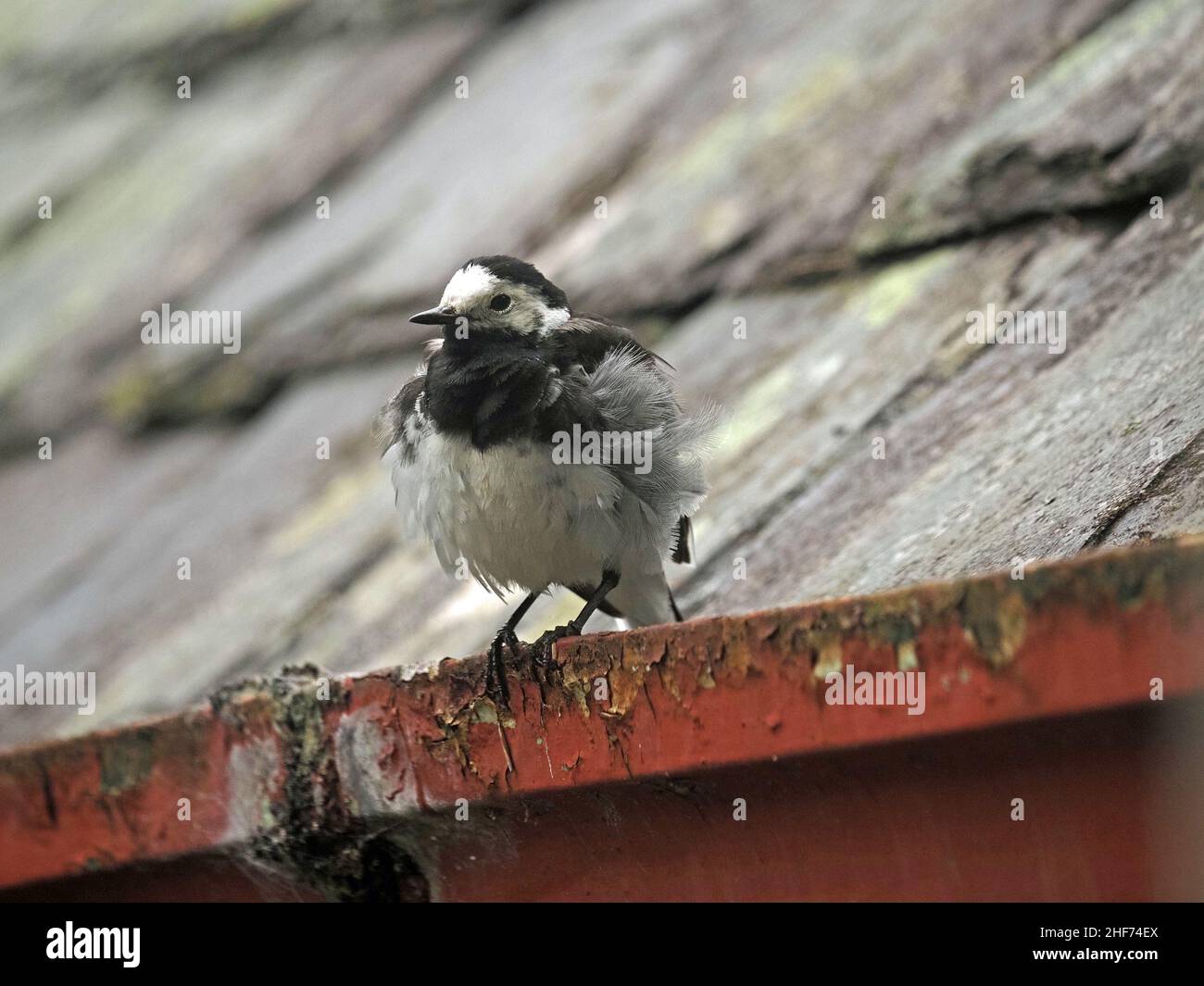 Pied wagtail in flight hi-res stock photography and images - Alamy