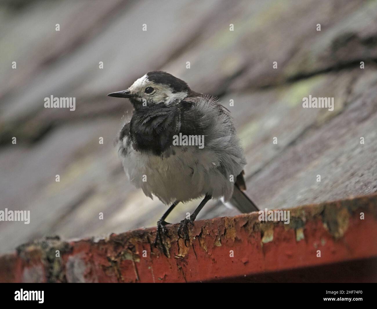 Pied wagtail in flight hi-res stock photography and images - Alamy