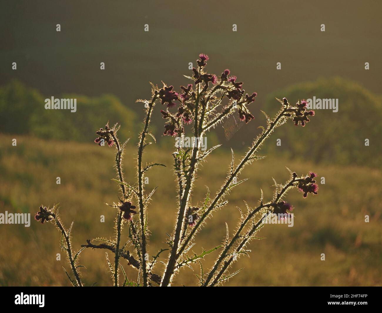 strong backlight on spiny stems and purple flowers of Marsh Thistle ...