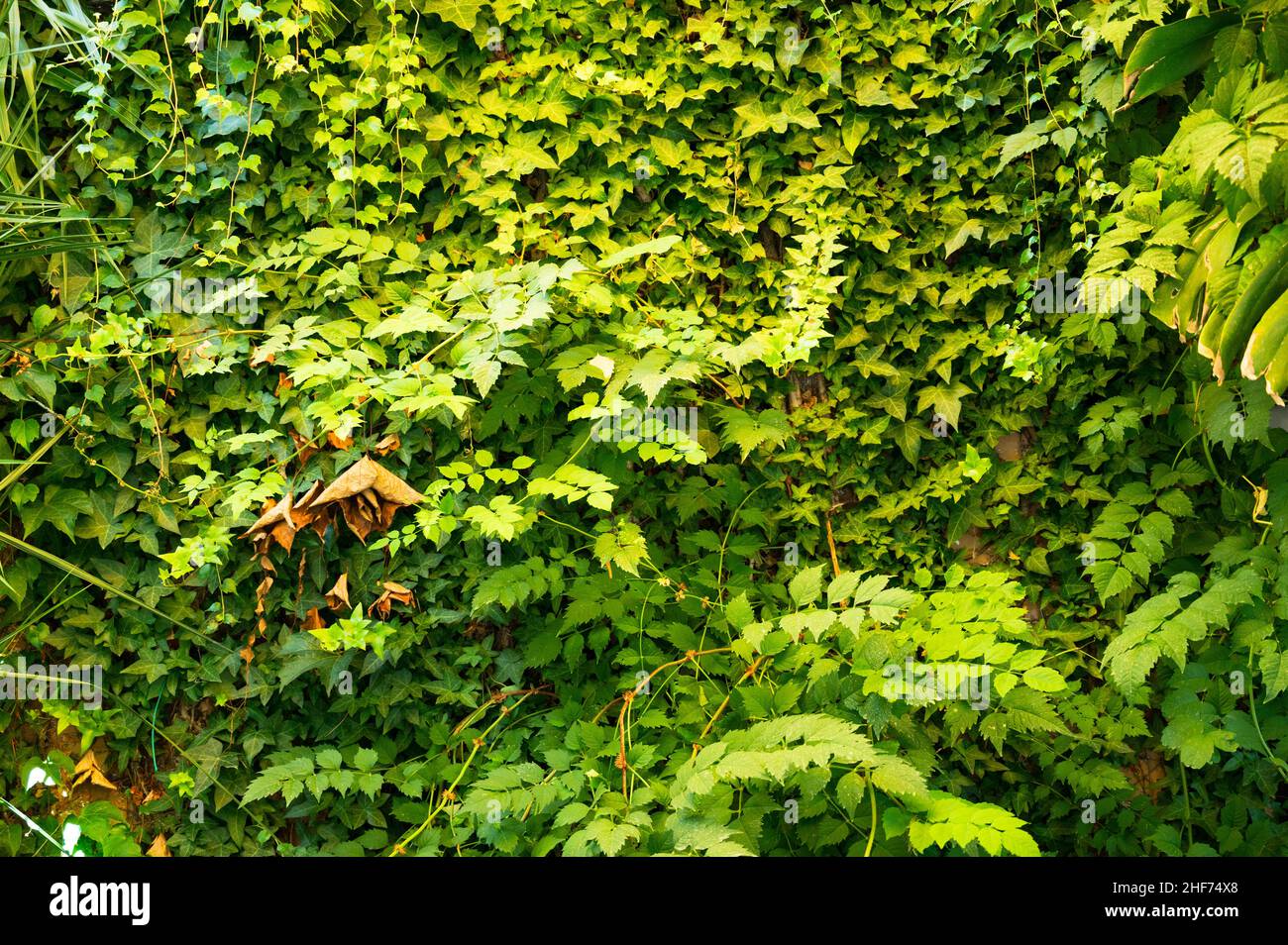 Creeper background hi-res stock photography and images - Alamy