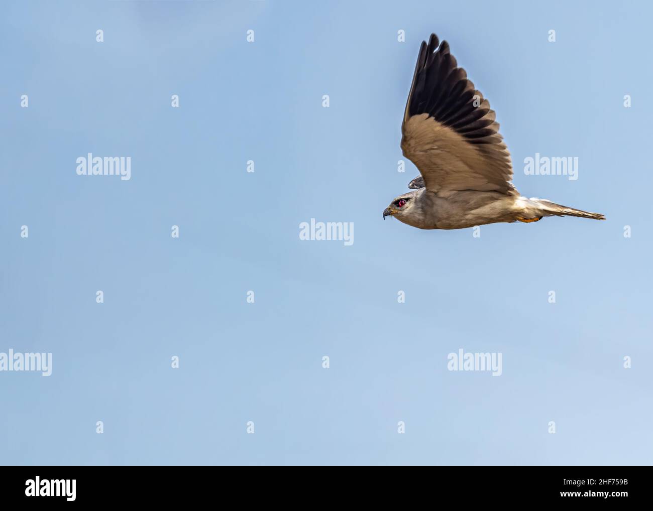 Black Shouldered Kite flying wings up Stock Photo - Alamy