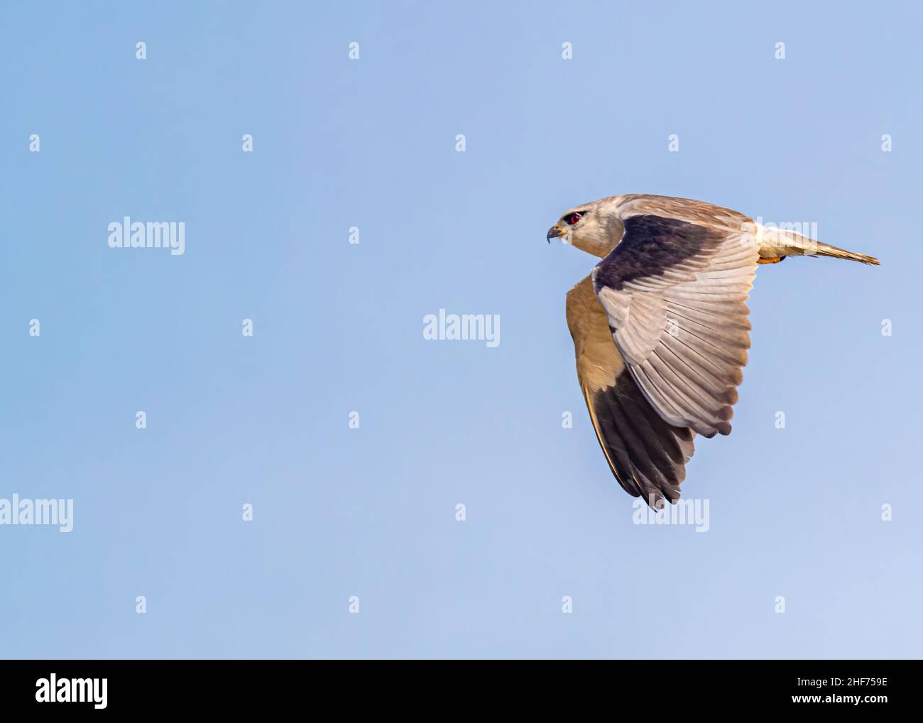 Black Shouldered Kite wings down Stock Photo - Alamy