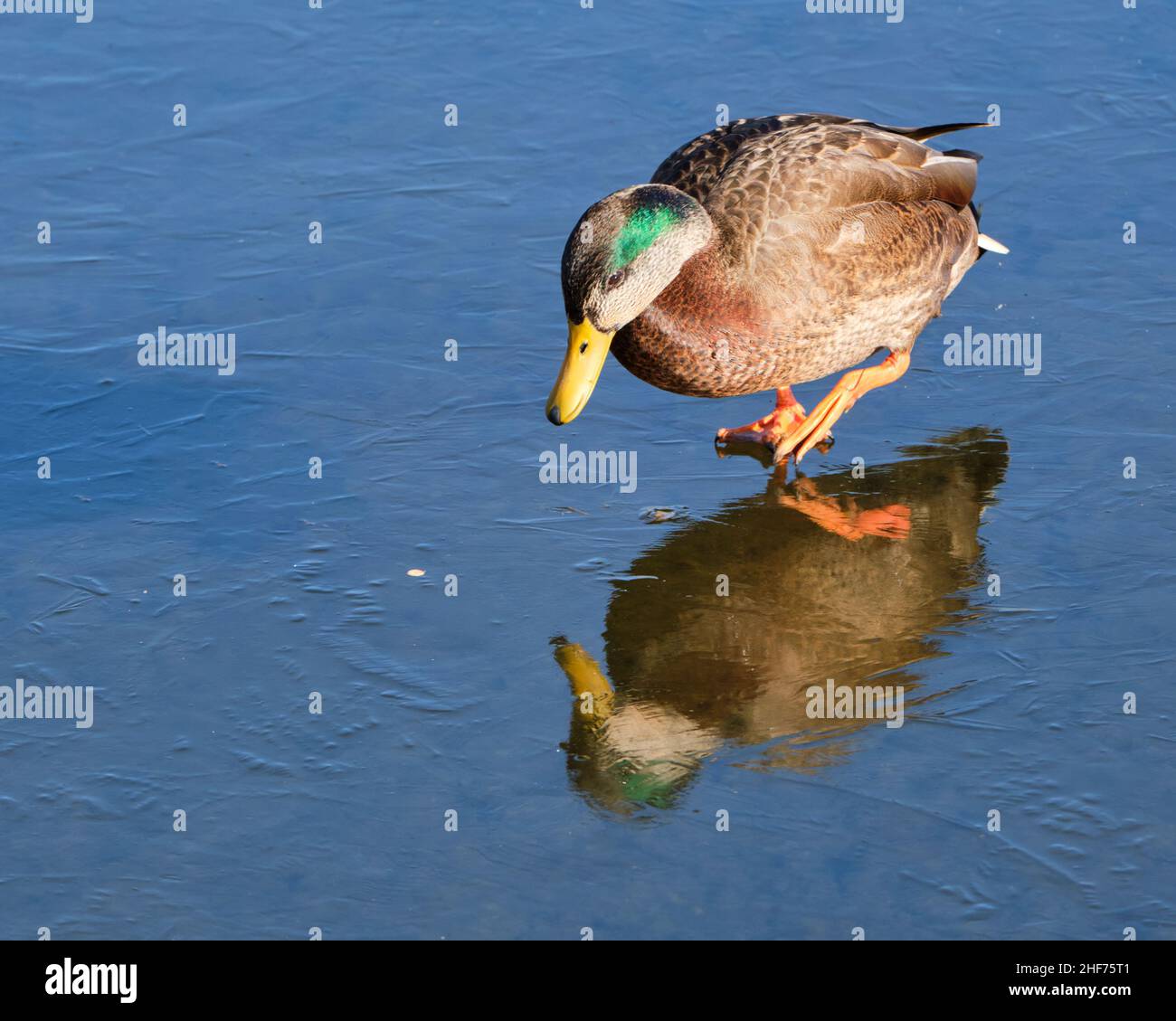male Mallard duck, likely hybrid with a black duck, walking on frozen ...