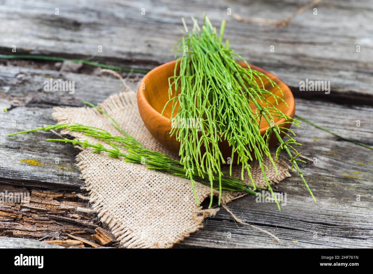 Equisetum arvense, field horsetail or common horsetail Medicinal plants ...