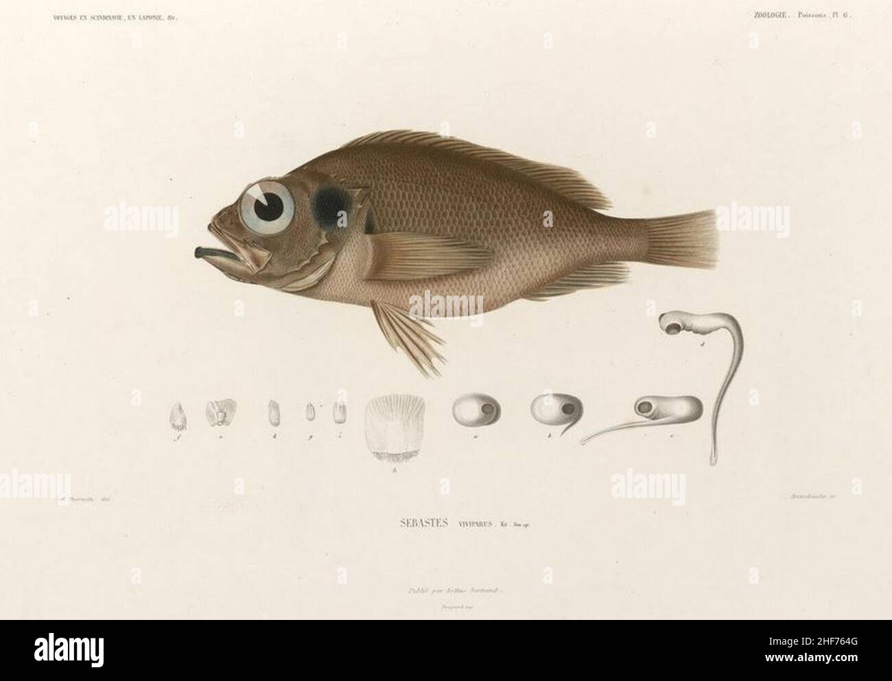 Viviparus hi-res stock photography and images - Alamy