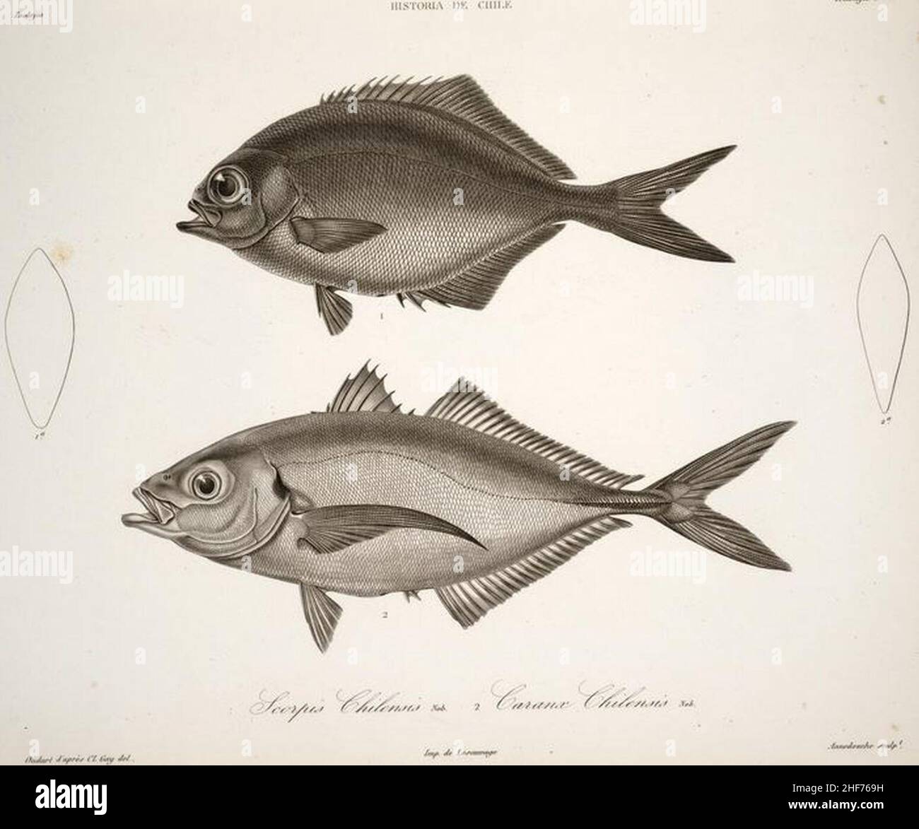 Scorpis chilensis Pseudocaranx chilensis Stock Photo - Alamy