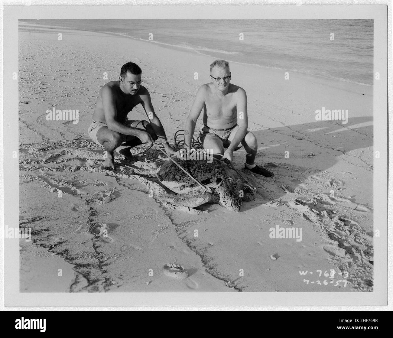 Sea Turtle Caught Off the Deep Water Pier Stock Photo - Alamy
