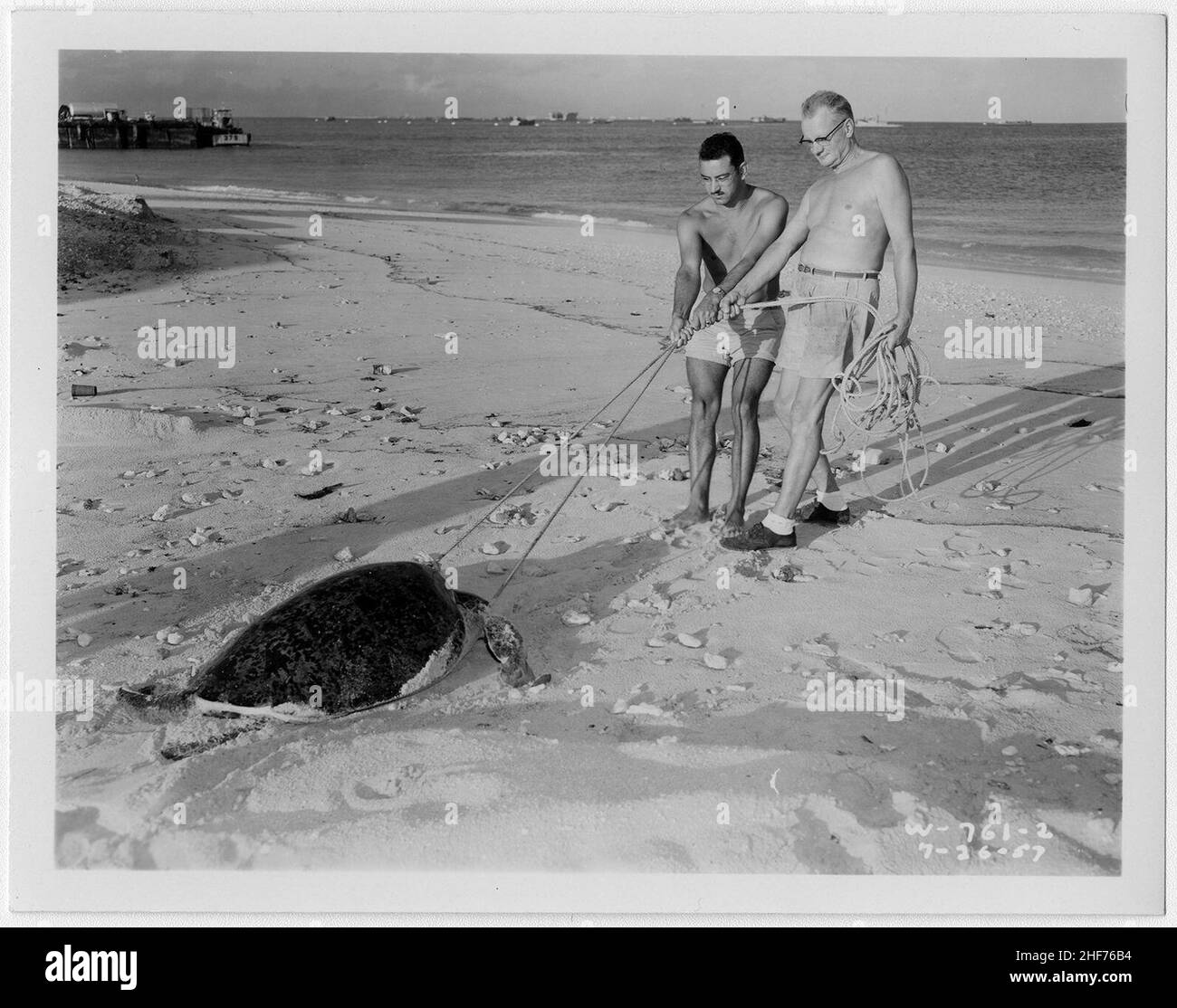 Sea Turtle Caught Off the Deep Water Pier Stock Photo - Alamy