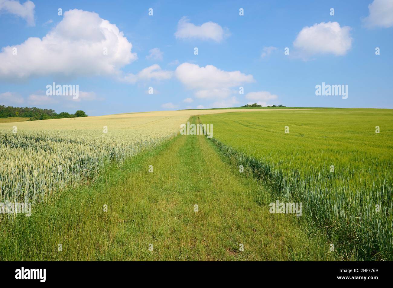 Dirt road, barley field, wheat field, spring, Marktheidenfeld, Main ...
