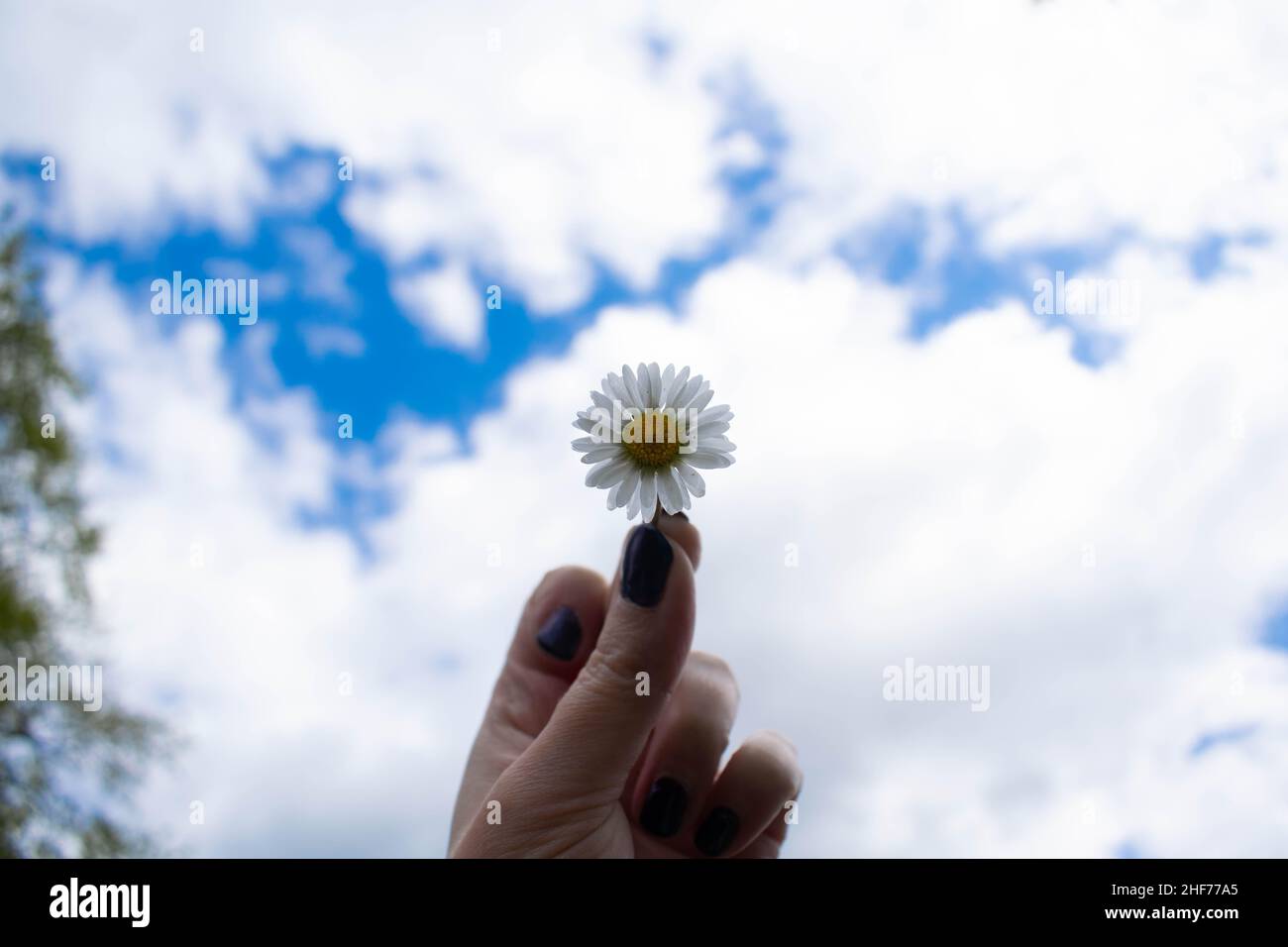 Women holding a daisy flower up to the sky on a beautiful summers day ...