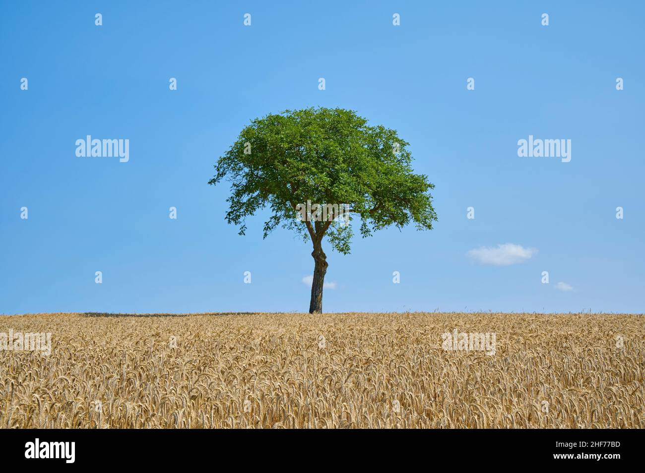 Walnut tree, wheat field, summer, Arnstein, Main-Spessart, Bavaria ...