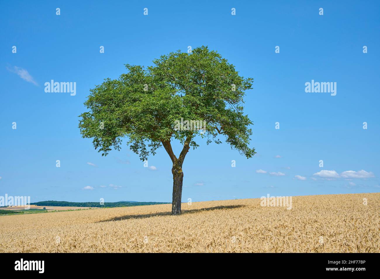 Walnut tree, wheat field, summer, Arnstein, Main-Spessart, Bavaria ...