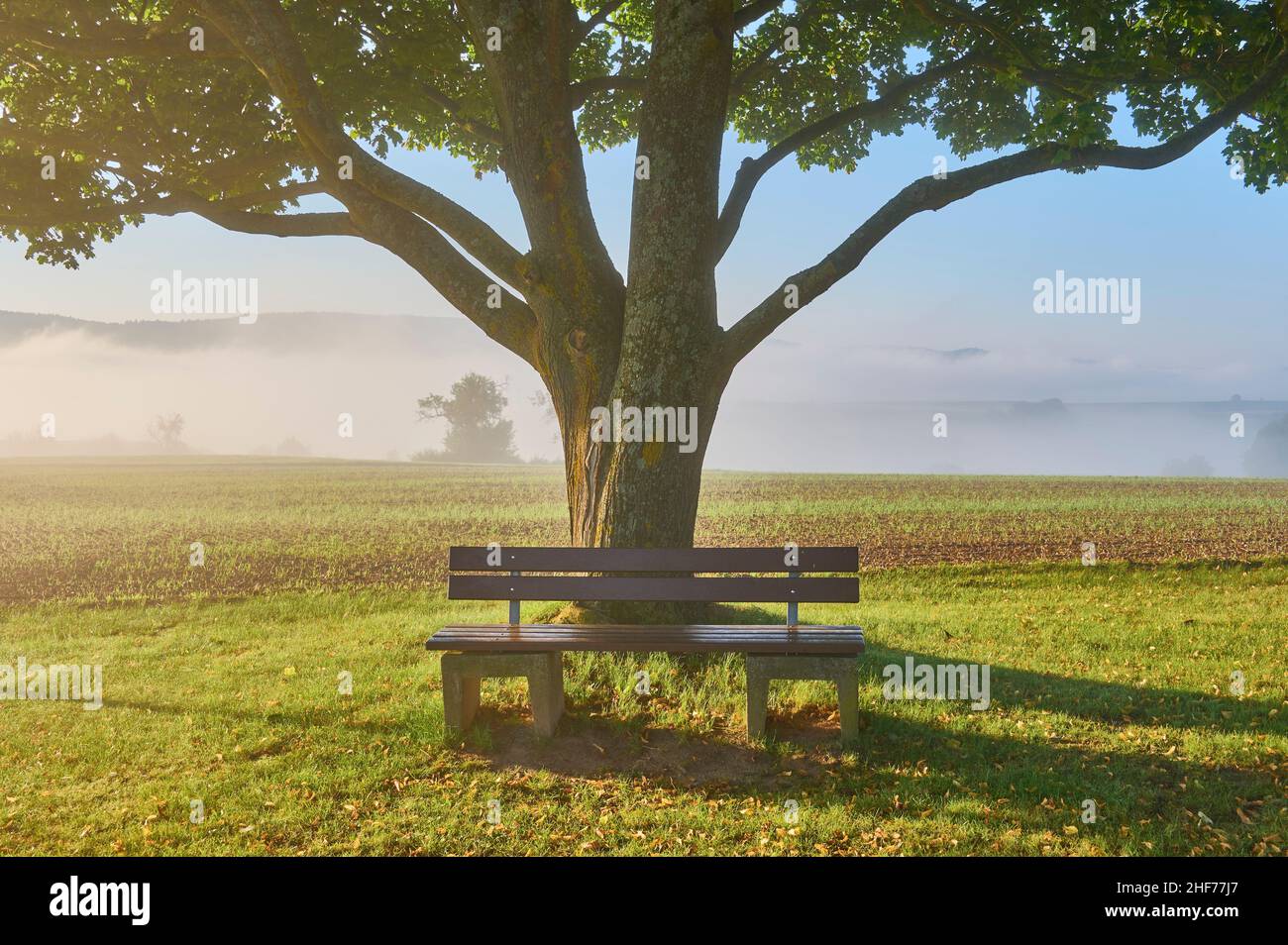 Tree bench hi-res stock photography and images - Alamy
