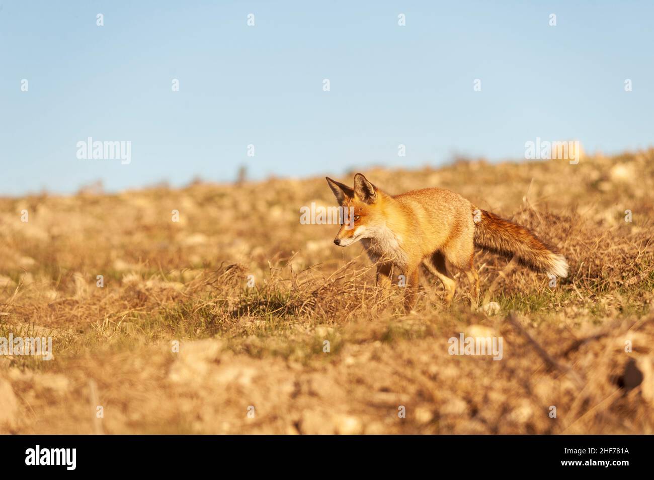 Fox sniffing in full freedom, suspicious and cunning Stock Photo - Alamy